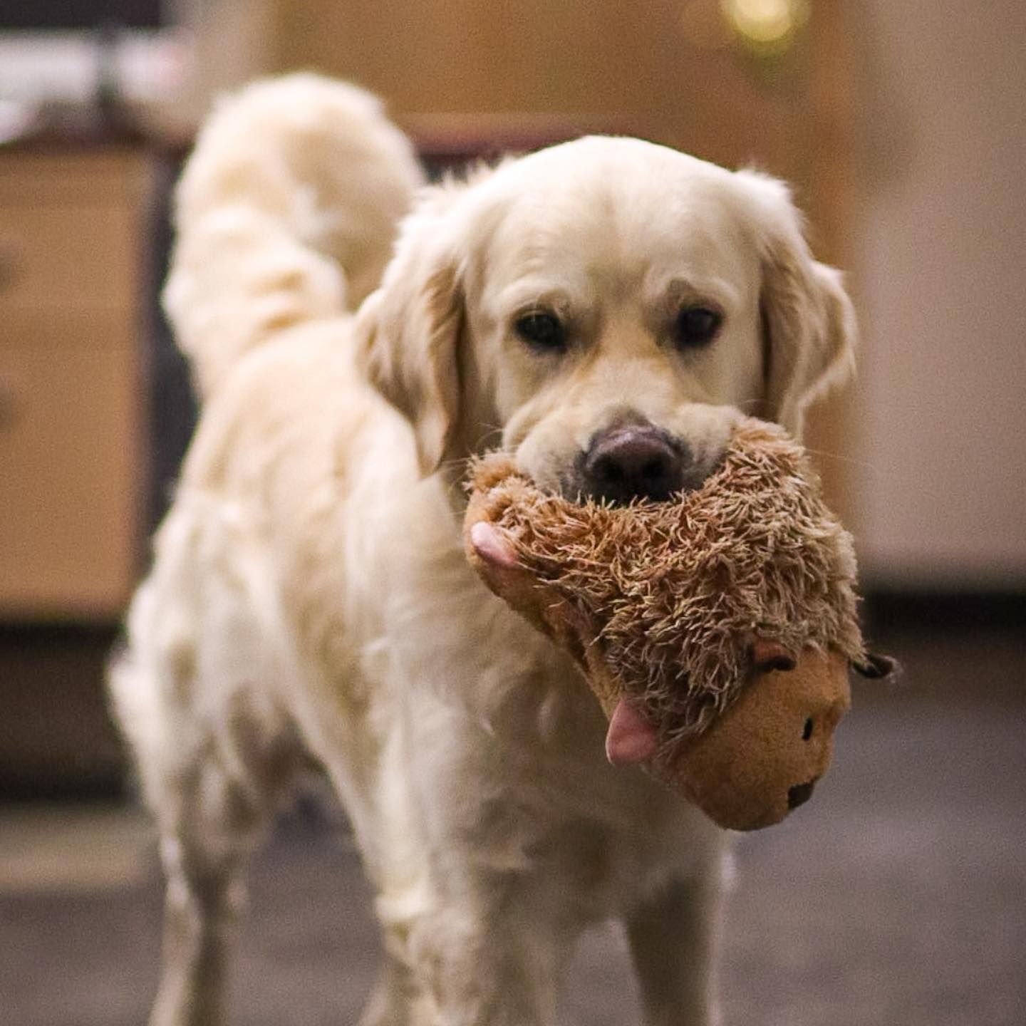 David Corry Chrysler Dodge Jeep RAM - Corry, PA | Cars.com